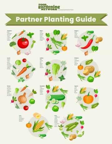 Understanding Partner Planting for Your Garden's Survival - Food ...