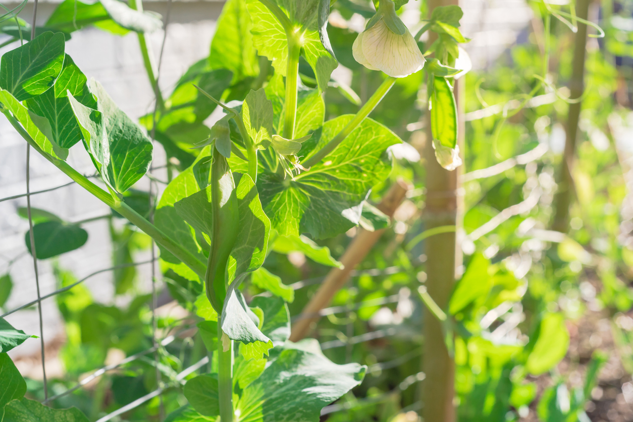 5 Different Types of Vegetable Vines You Can Grow - Food Gardening Network