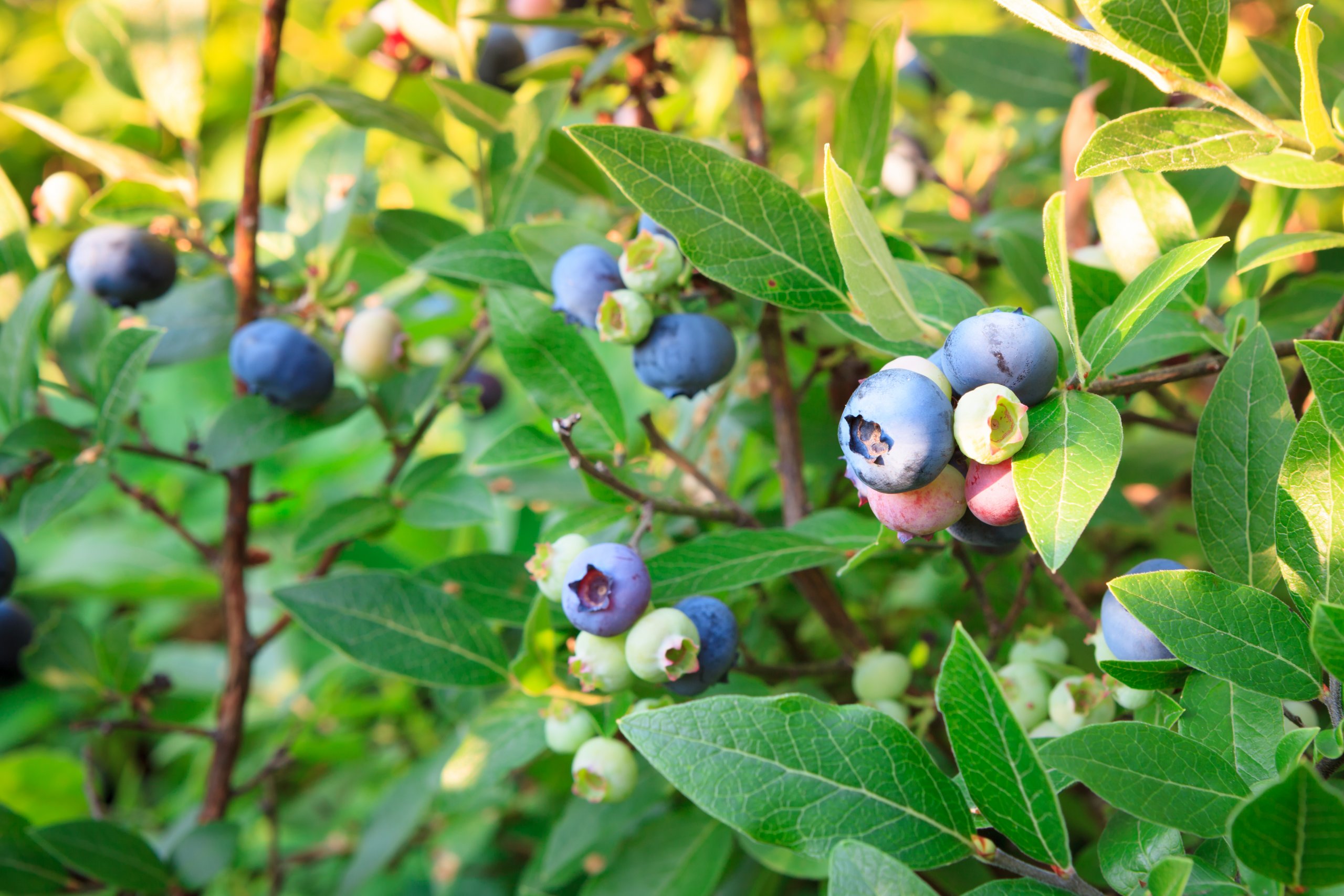 Blueray Blueberry - Food Gardening Network