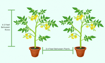 Preventing Cross Pollination of Heirloom Tomatoes - Food Gardening Network