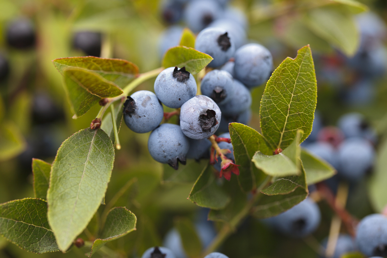 Half-High Blueberries (Vaccinium angustifolium-corymbosum hybrid ...