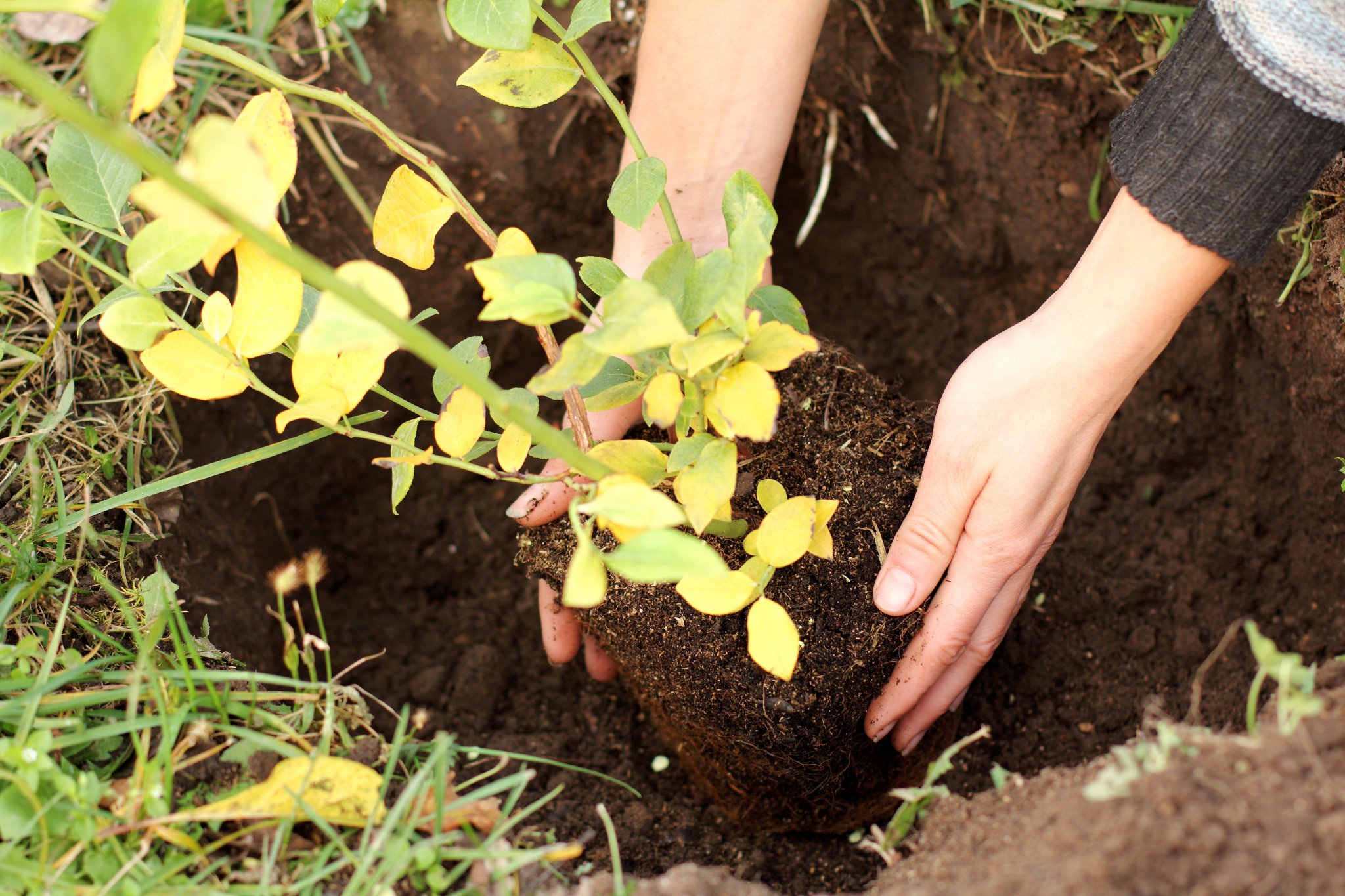 Preparing Your Soil and Getting Ready to Plant Blueberries - Food ...