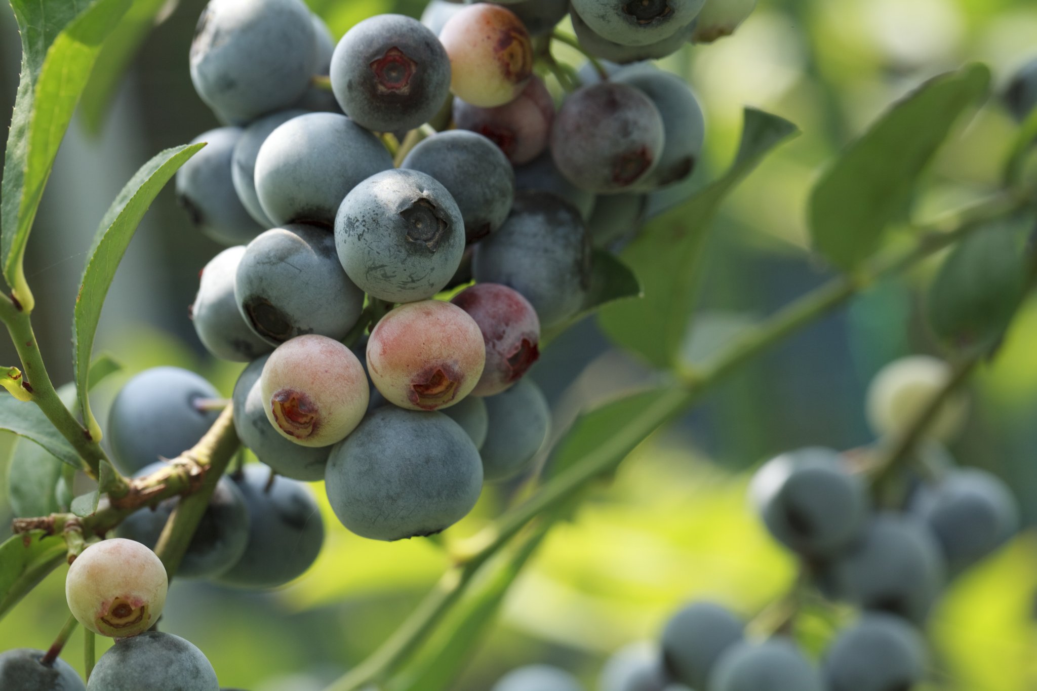 Types of Blueberries - Food Gardening Network