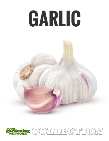 Pests that Can Harm Your Garlic Plants - Food Gardening Network