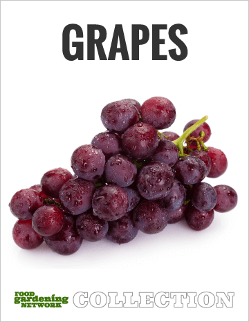Reliance Grapes - Food Gardening Network