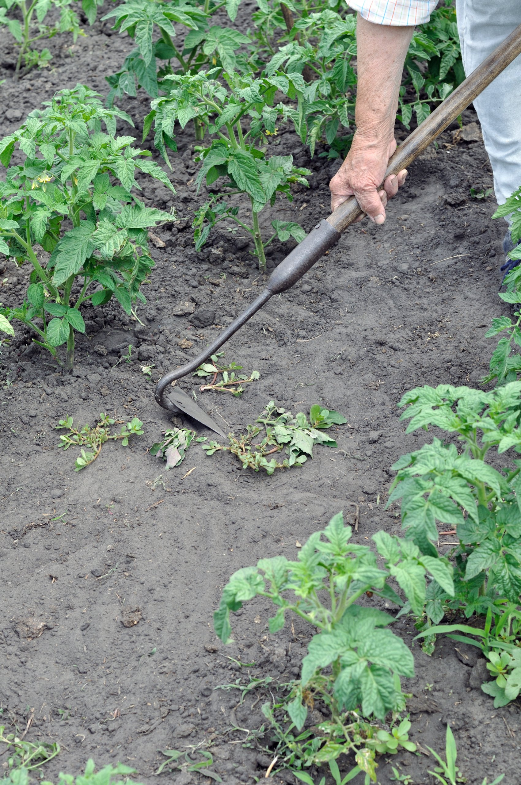 The Right Way to Weed Your Tomato Garden - Food Gardening Network