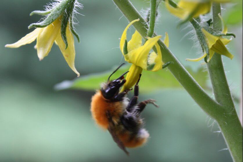 Preventing Cross Pollination of Heirloom Tomatoes - Food Gardening Network