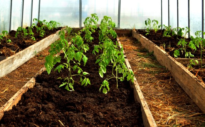 Growing Tomatoes in Open Land, in Containers, or in Raised Beds - Food ...