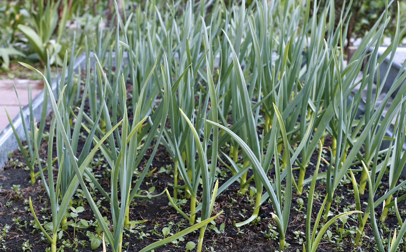 Tips for Avoiding Diseases and Pests in Your Garlic Crop - Food ...