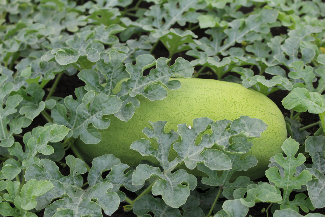 Choosing the Right Variety of Watermelon - Food Gardening Network