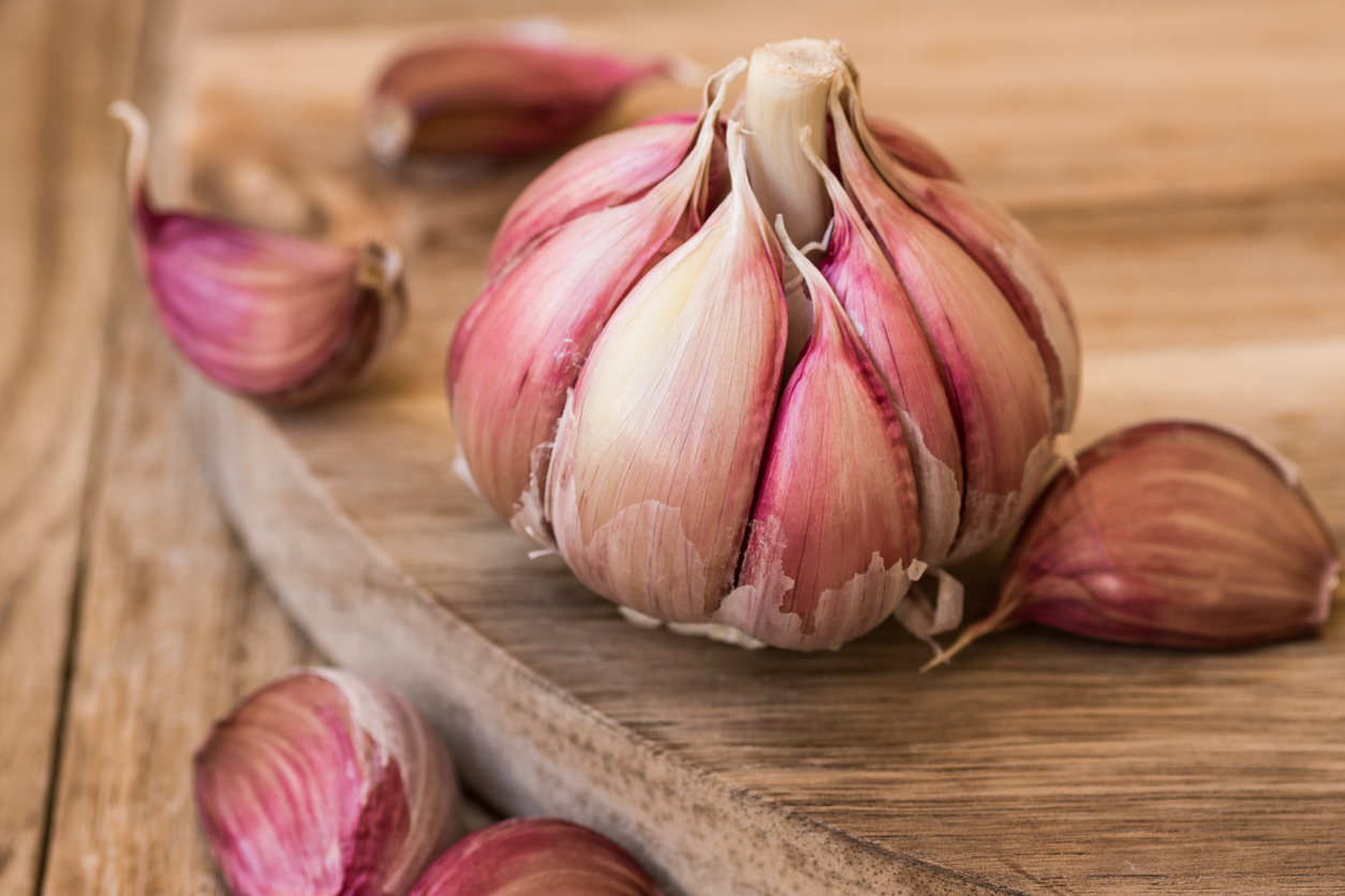 Chesnok Red Garlic - Food Gardening Network