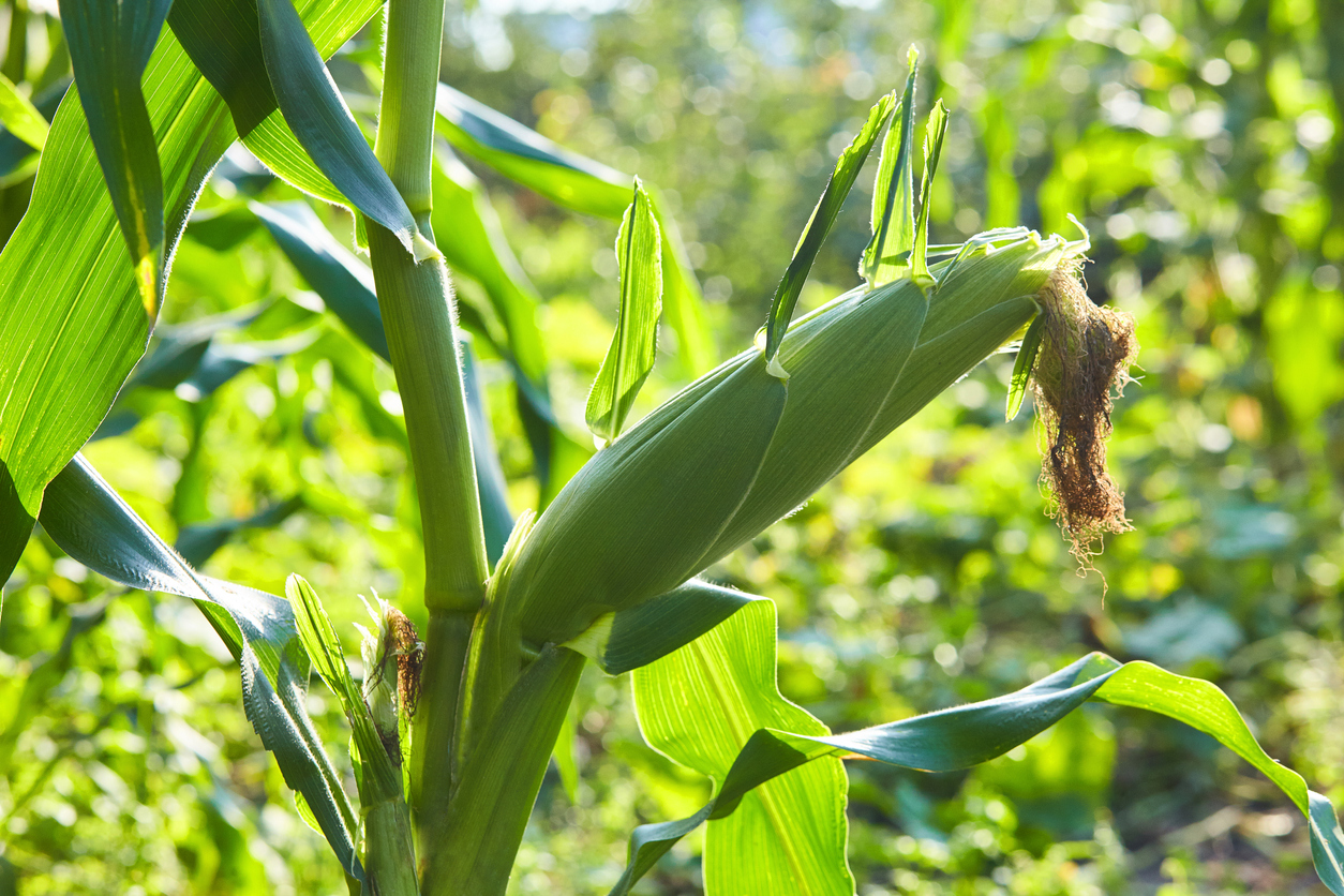 The Everything Corn Guide: All You Need to Know About Growing ...
