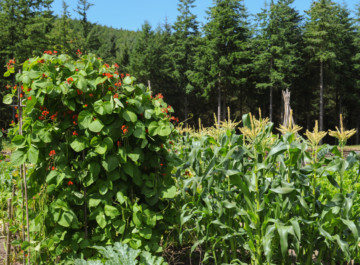 Growing Corn in Open Land, in Containers, or in Raised Beds - Food ...