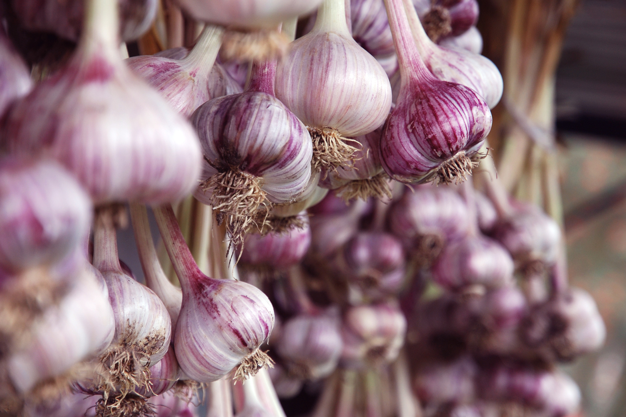 Fertilizing, Watering, and Harvesting Your Garlic Plants - Food ...