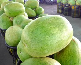 Desert King Watermelon - Food Gardening Network