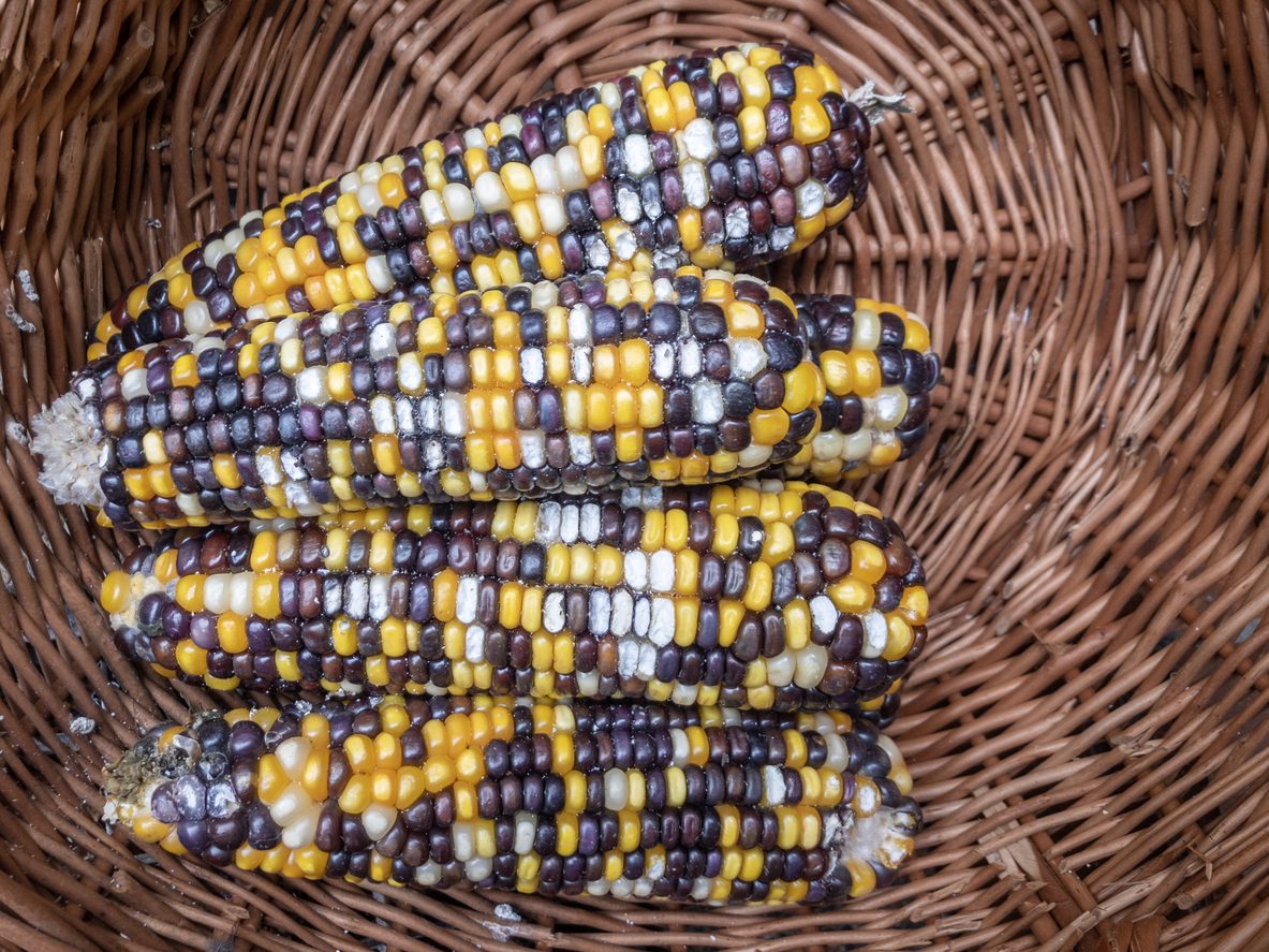 Types of Corn Plants - Food Gardening Network