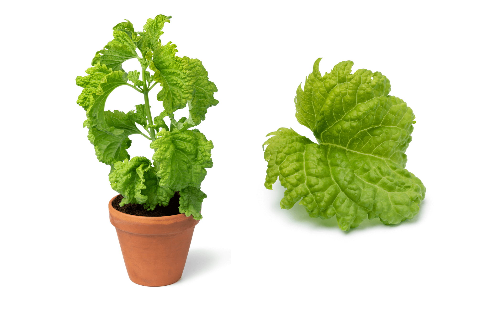 The Basil Grower’s Guide: All You Need to Know About Growing and ...