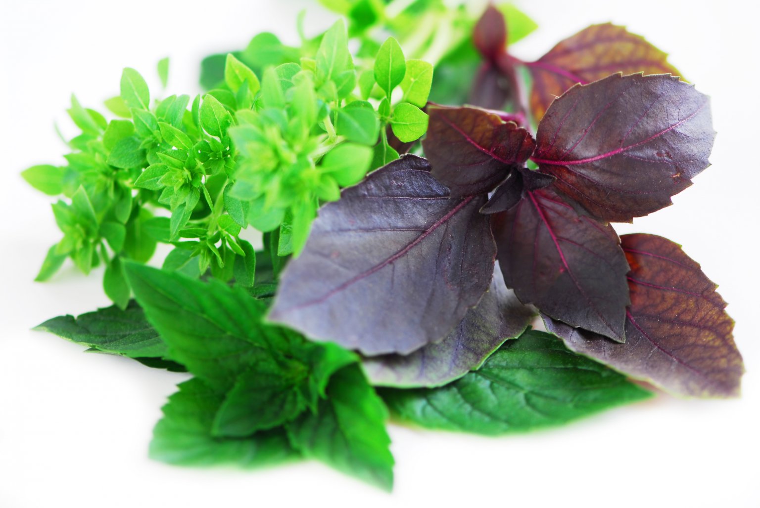 The Basil Grower’s Guide: All You Need to Know About Growing and ...