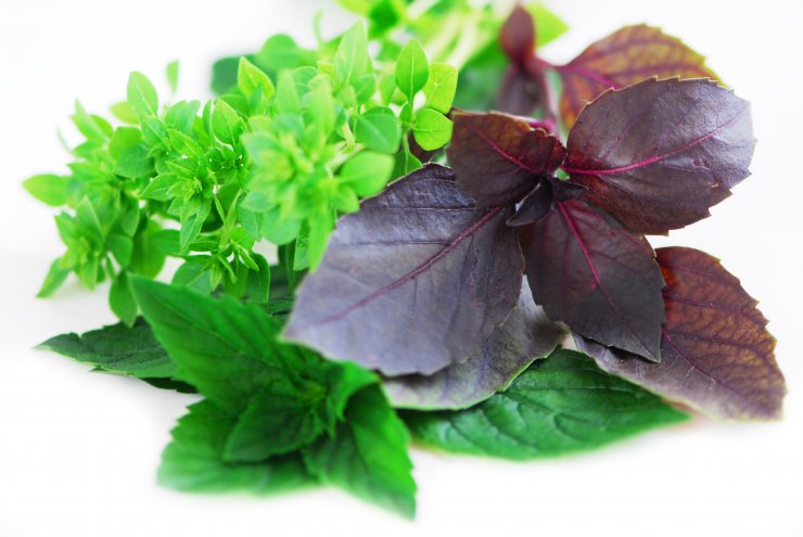 The Basil Grower’s Guide: All You Need to Know About Growing and ...