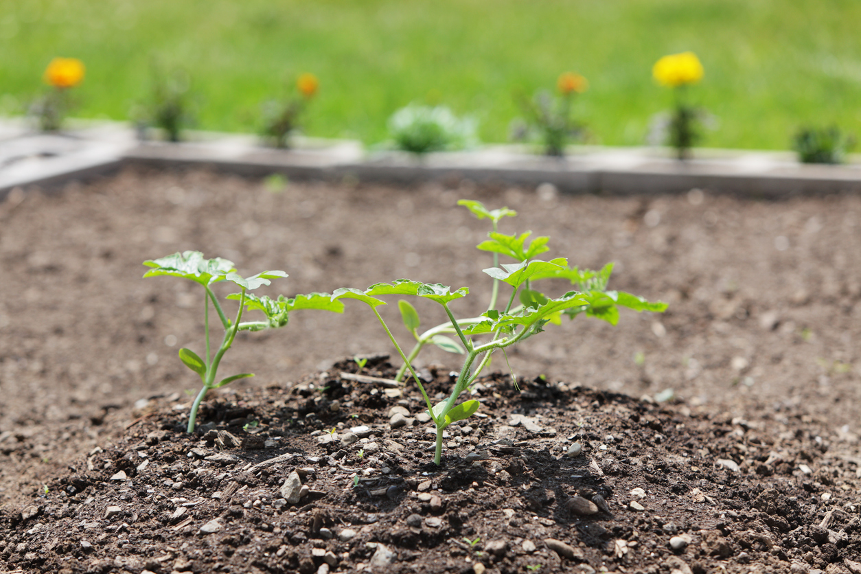 Soil, Sunlight, Fertilizer, and Water for Your Watermelon Plants - Food ...