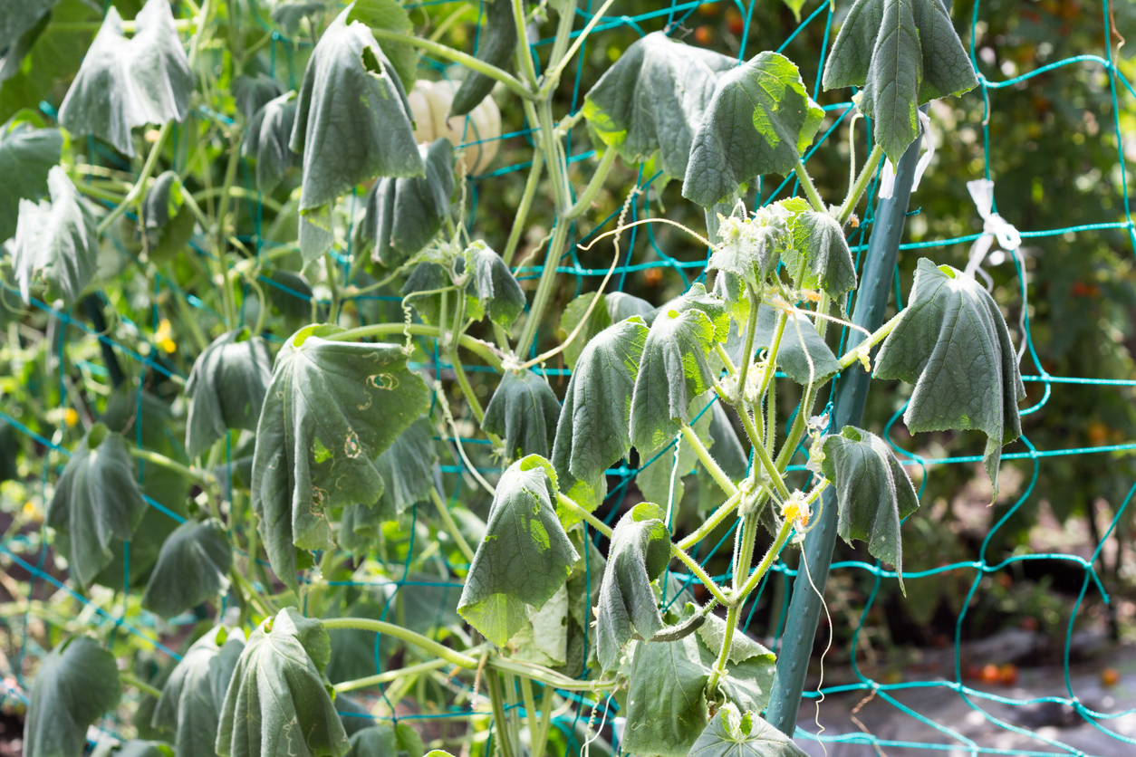 How To Identify An Overwatered Plant Food Gardening Network