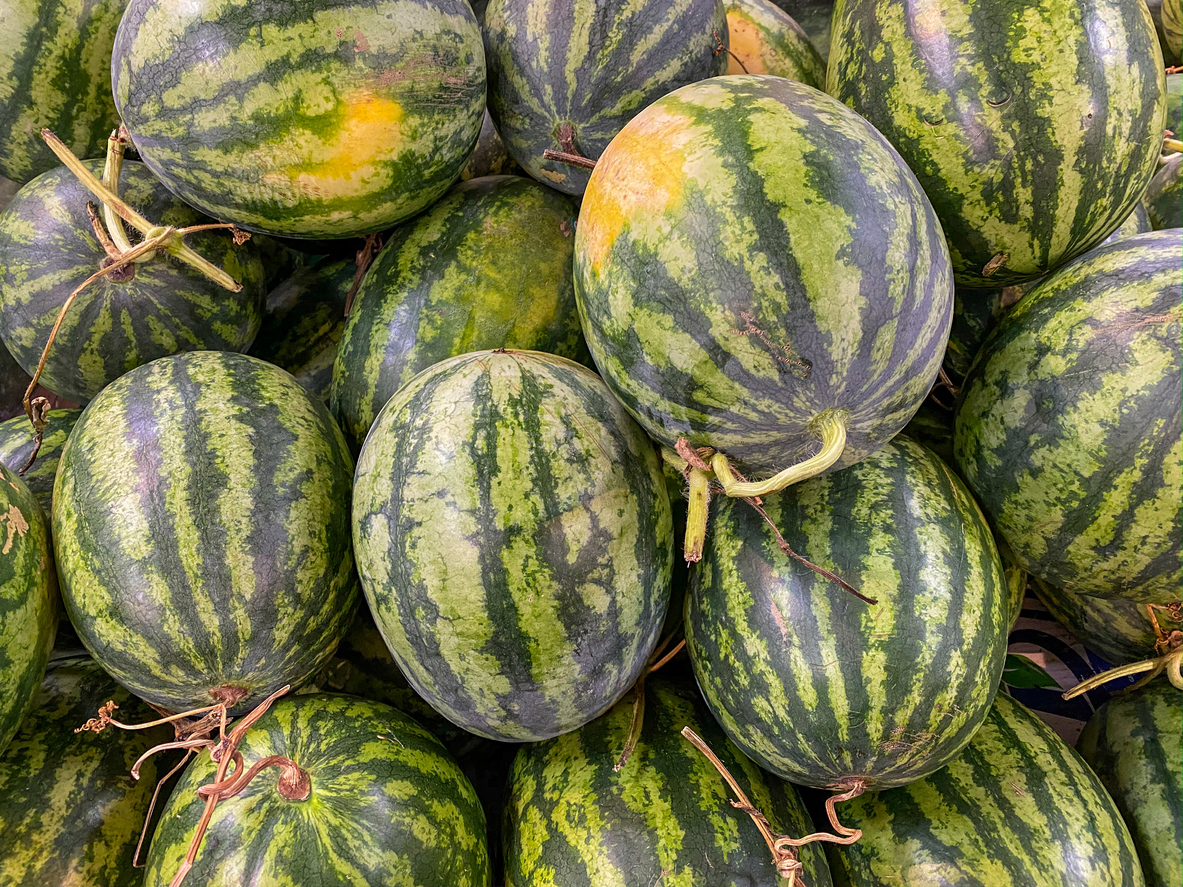 Harvesting Your Watermelons - Food Gardening Network