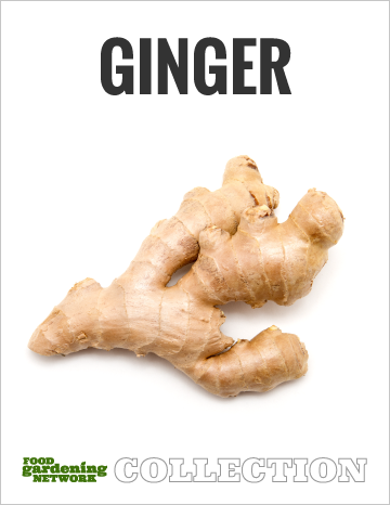 The Zesty Ginger Guide—All You Need to Know About Growing, Harvesting ...