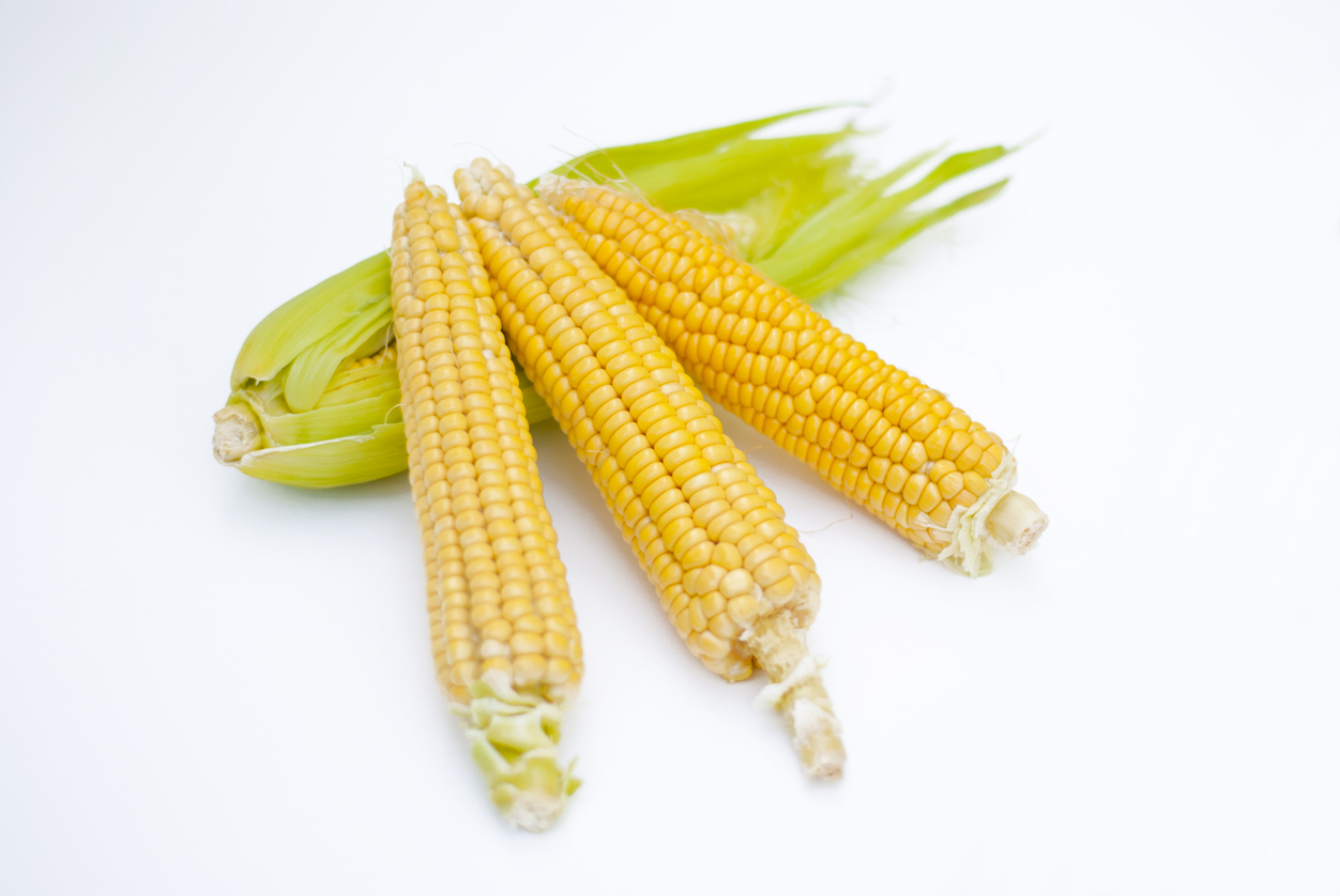 Honey Select Hybrid Corn - Food Gardening Network