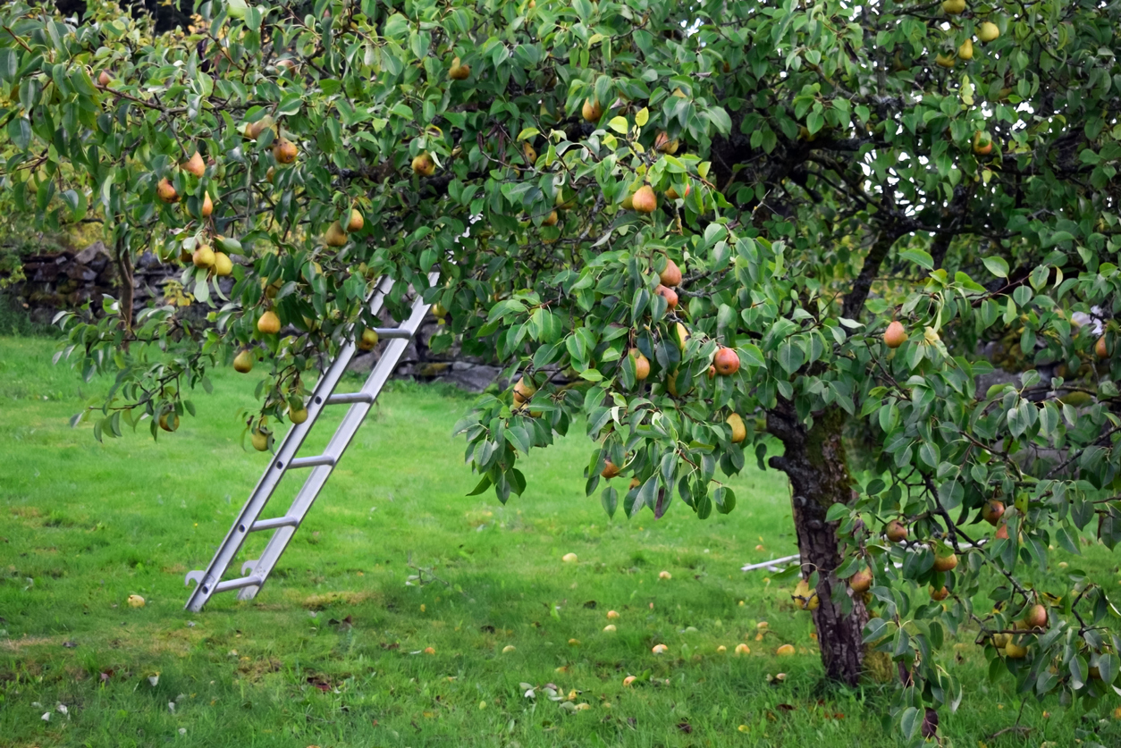Types of Pear Trees - Food Gardening Network