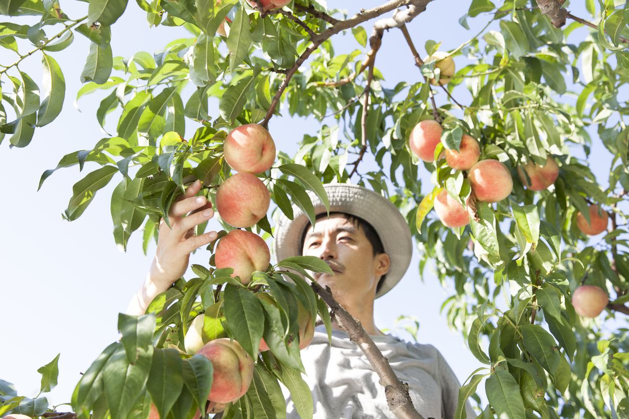 Harvesting your Peaches - Food Gardening Network