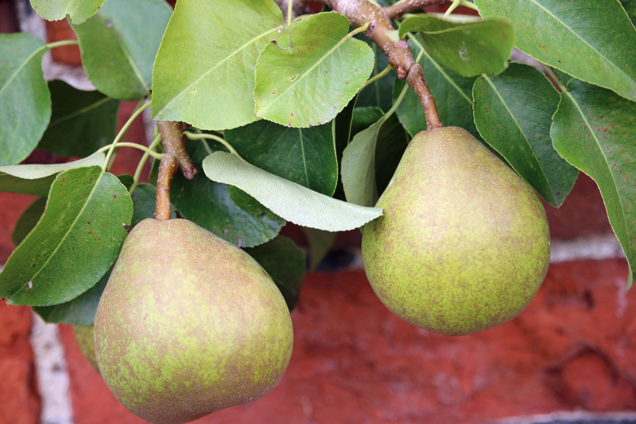 Introduction to Pears - Food Gardening Network