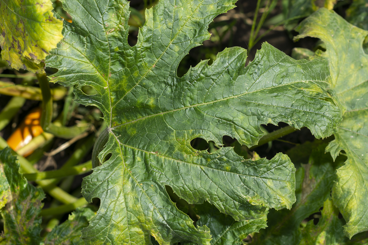 Dealing with Pumpkin Diseases - Food Gardening Network