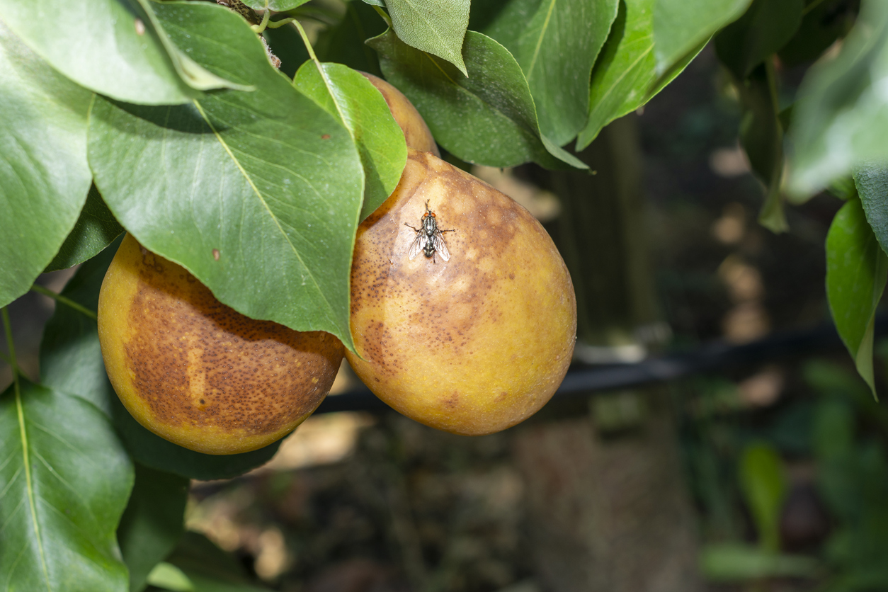 Pear Pests - Food Gardening Network
