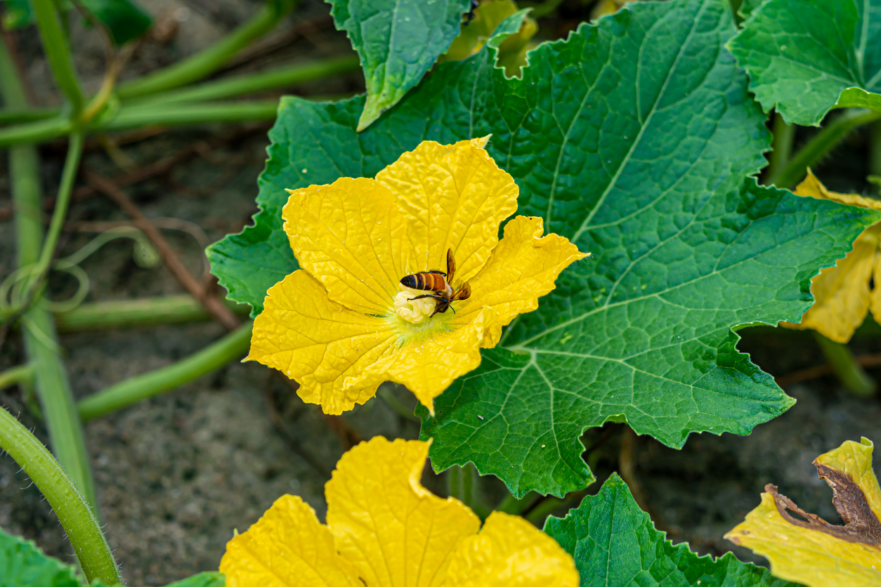 Pollinating Your Pumpkins - Food Gardening Network