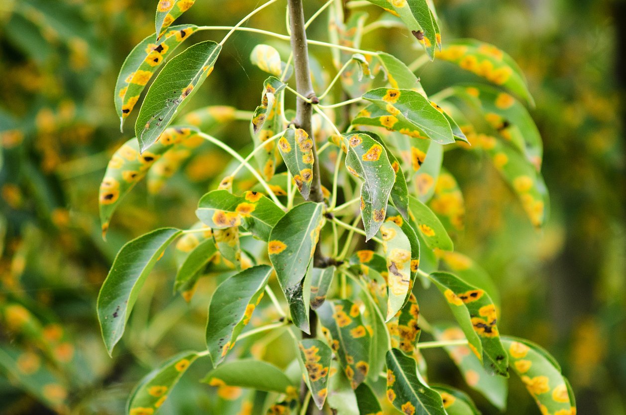 How To Spot Treat And Prevent Pear Diseases And Pest Infestations Food Gardening Network