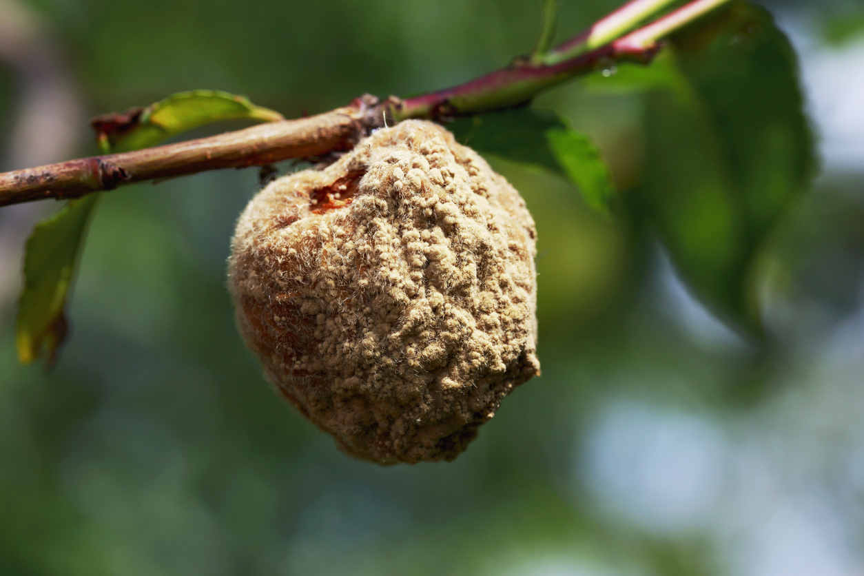 Prepare for Peach Diseases and Pests - Food Gardening Network