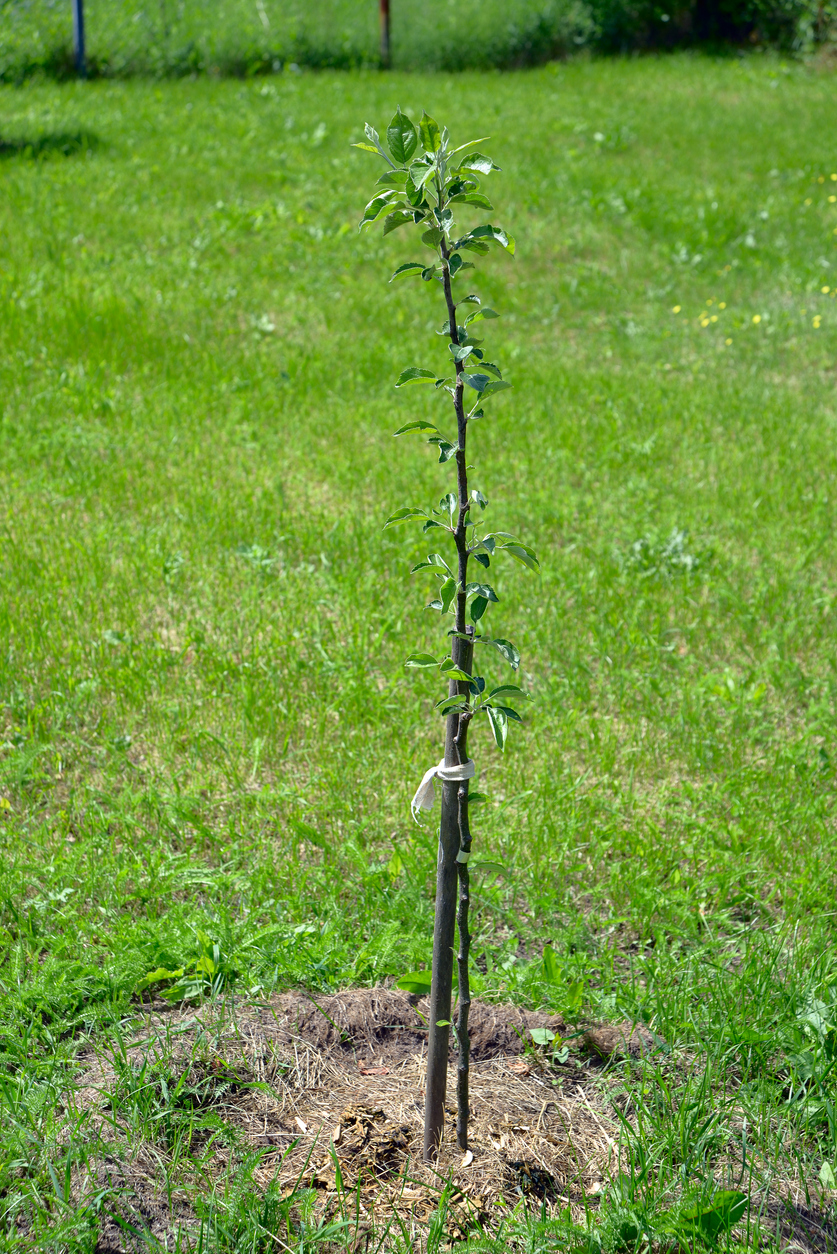 Choosing to Grow Pears from Seeds or Seedlings - Food Gardening Network