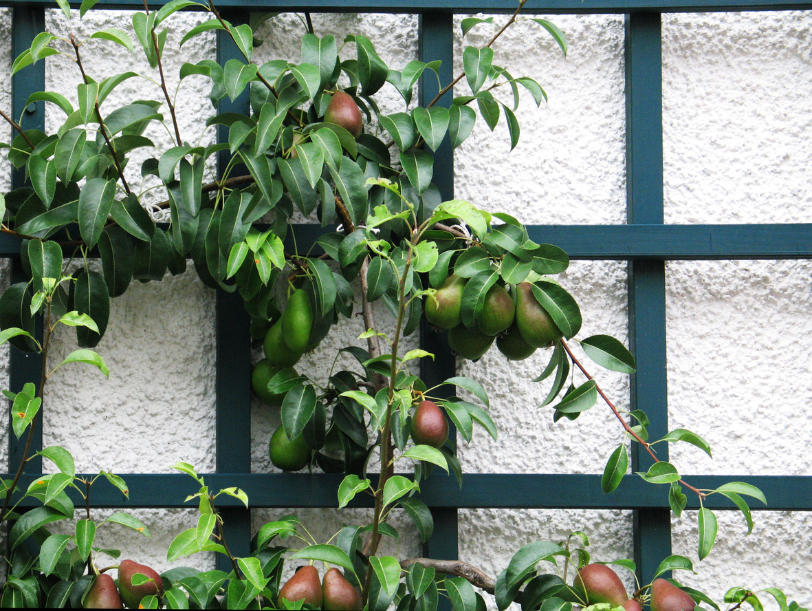 Training and Pruning your Pear Trees - Food Gardening Network