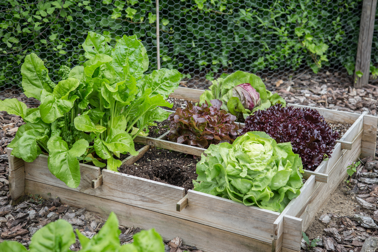 How to Transition to Planting Vegetables at Home Instead of Buying Them ...