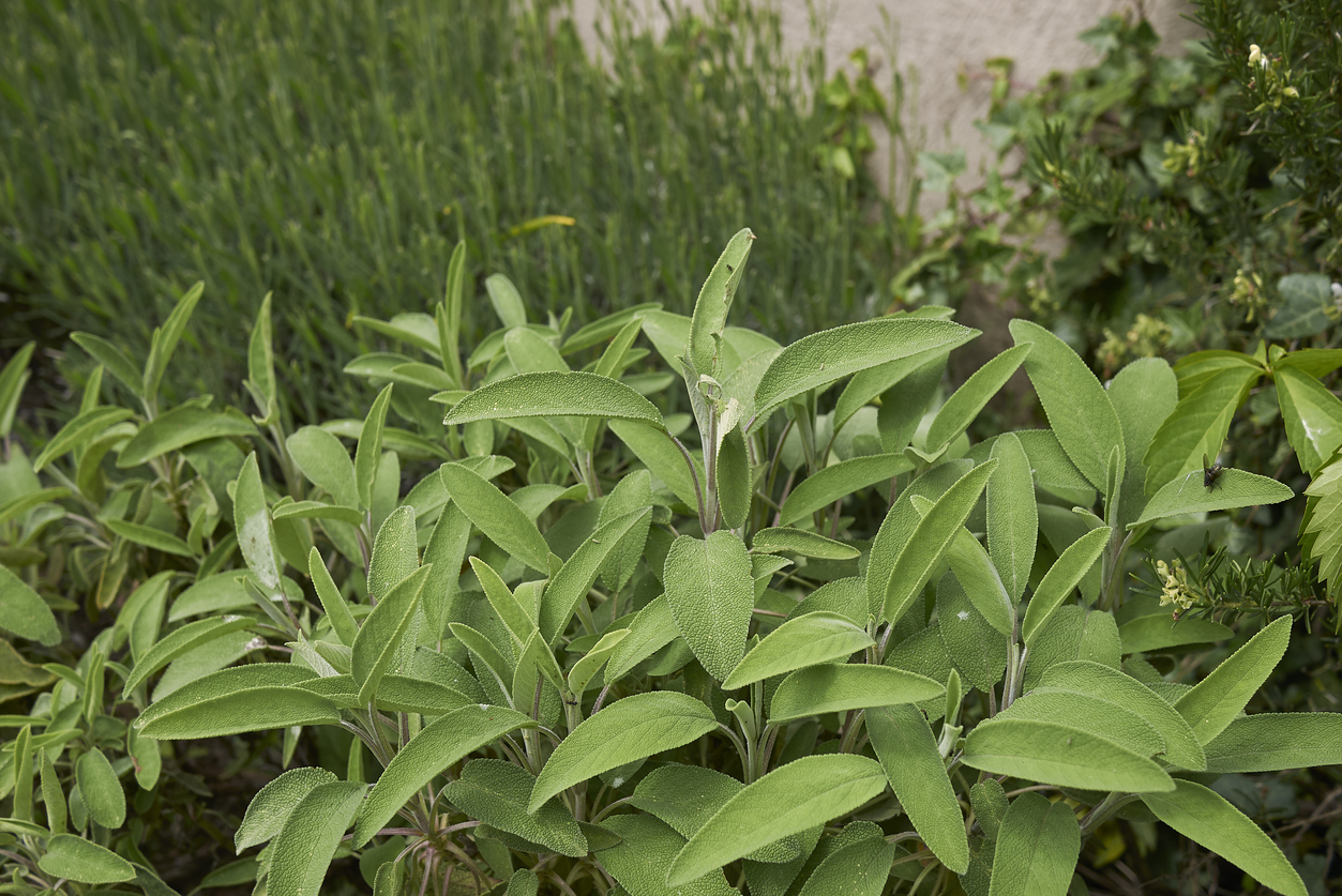 Nutrition Facts about Sage - Food Gardening Network