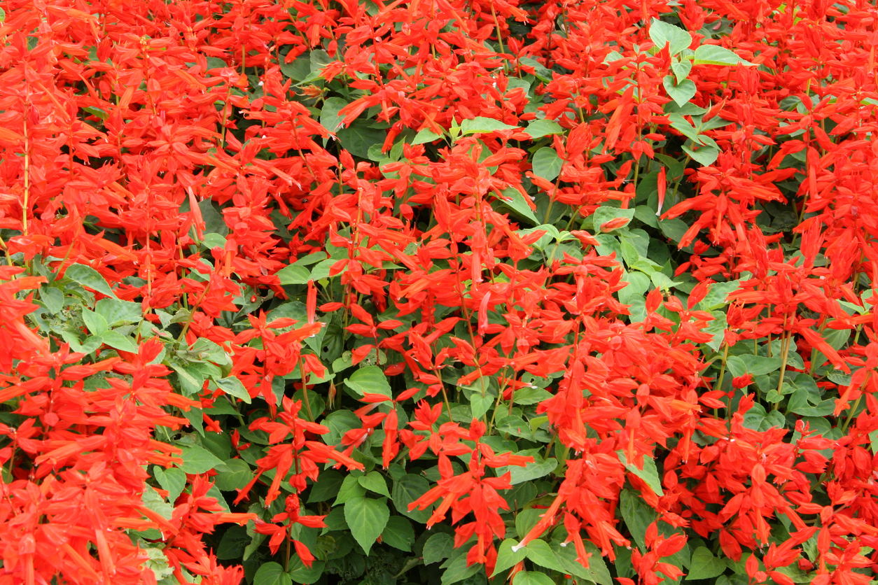 Scarlet Sage - Food Gardening Network