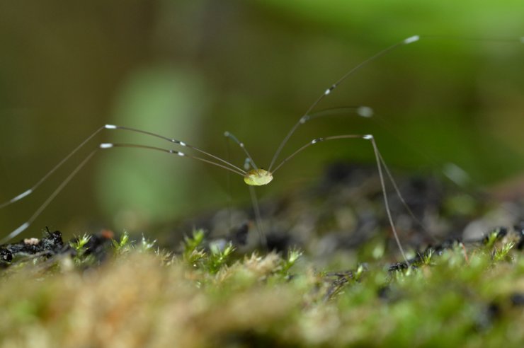 10 Common Garden Bugs That Are Actually Good for Your Plants - Food ...