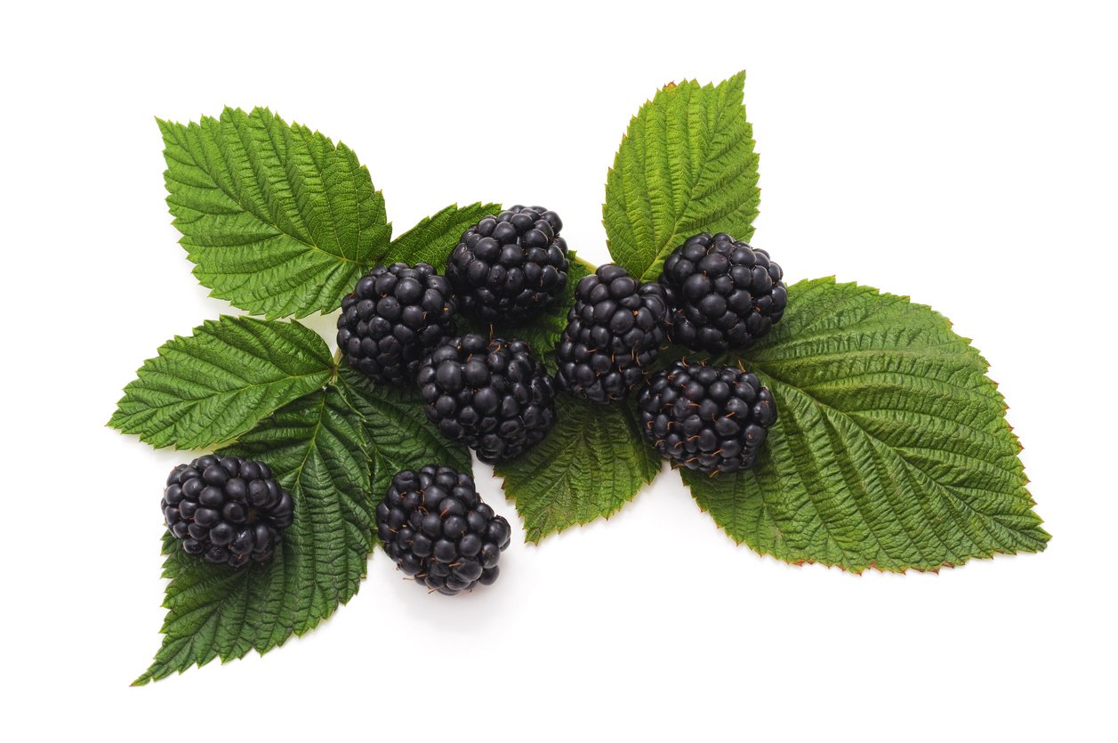 Chester Blackberries - Food Gardening Network