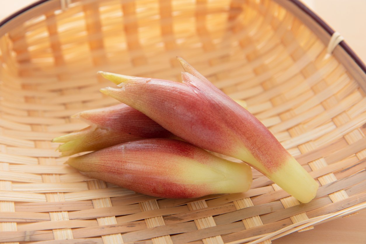 Myoga Ginger - Food Gardening Network