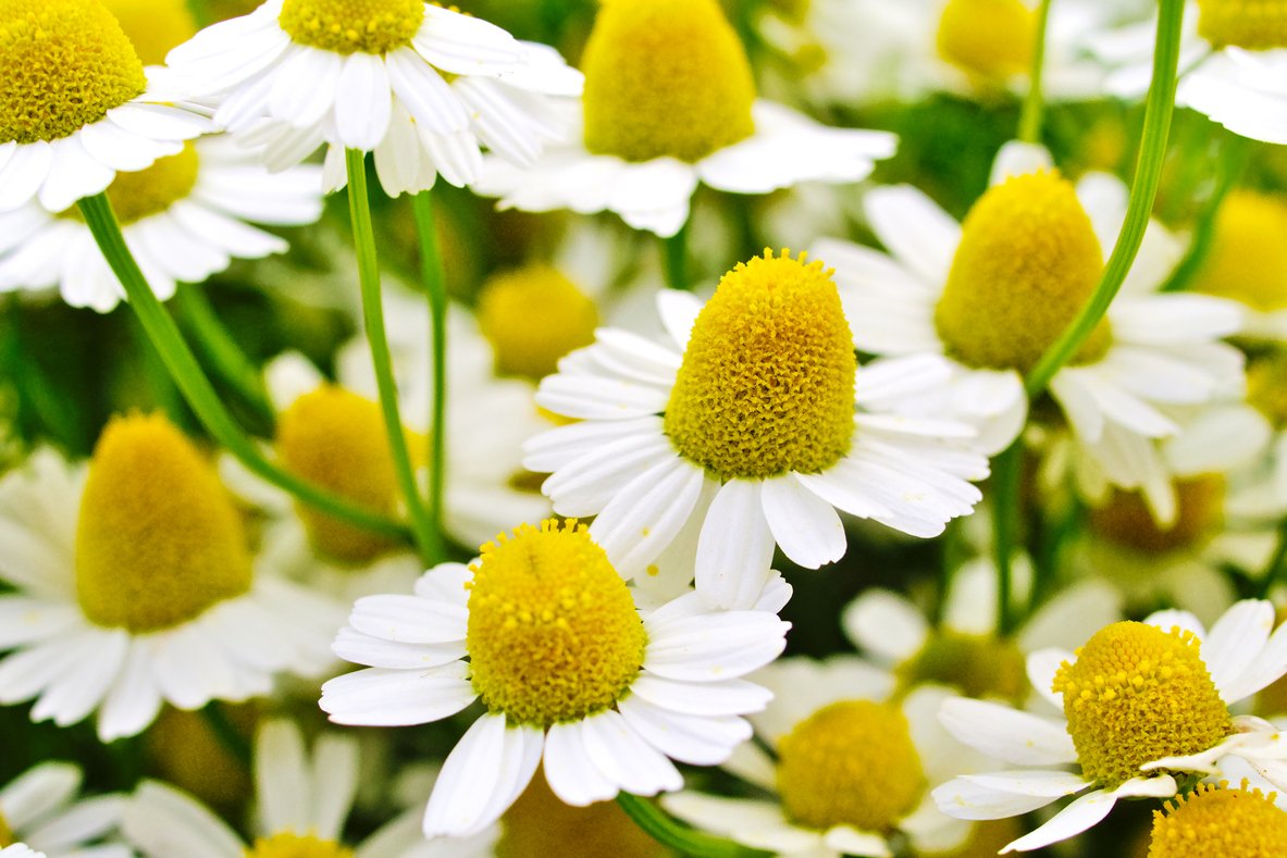 German Chamomile - Food Gardening Network
