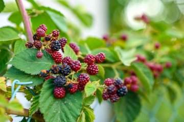 How to Deal with Blackberry Diseases - Food Gardening Network