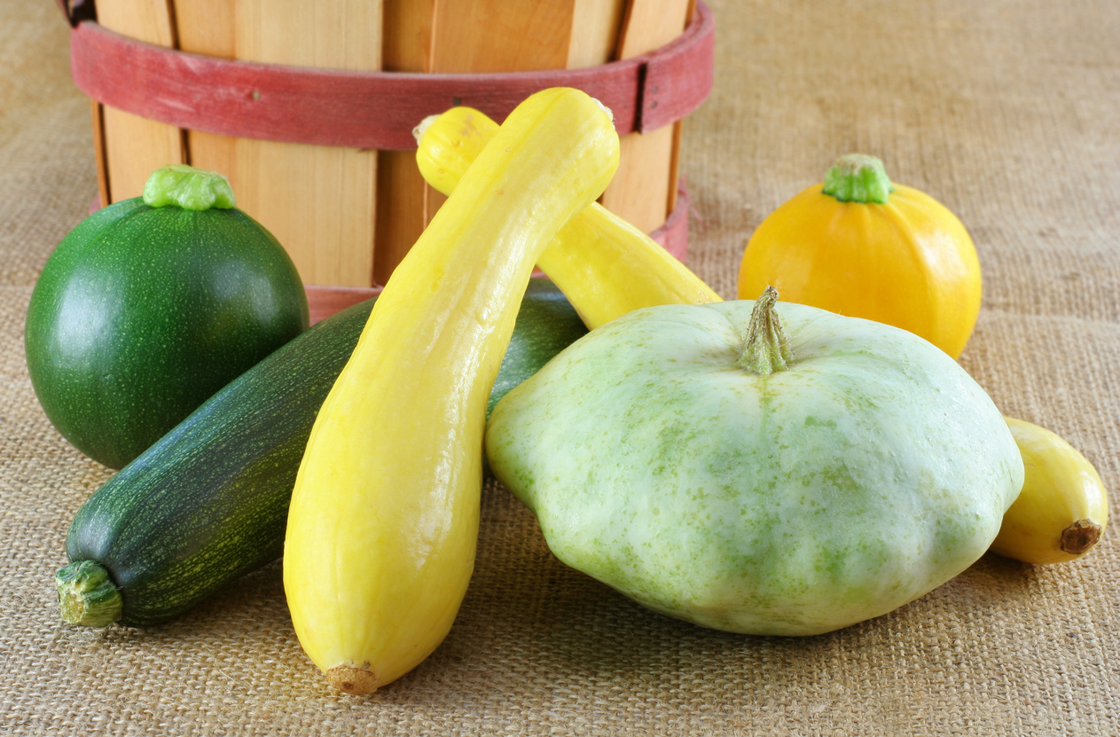 Introduction to Summer Squash - Food Gardening Network