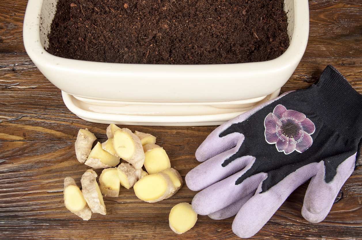 Choosing to Grow from “Seed Ginger” or Seedlings - Food Gardening Network