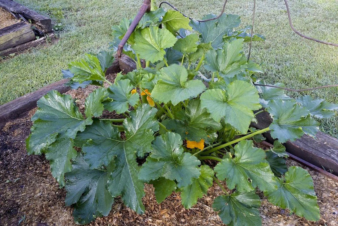 Growing Summer Squash in Open Land, in Containers, or in Raised Beds ...