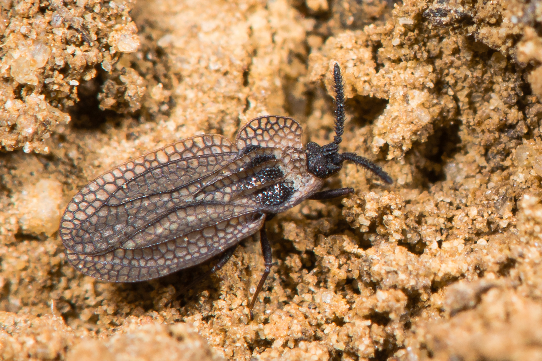 How to Deal with Avocado Pests - Food Gardening Network